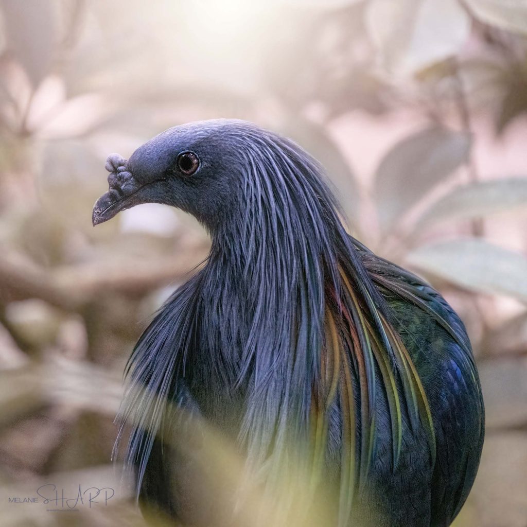 Colour Theory - Melanie Sharp Photography